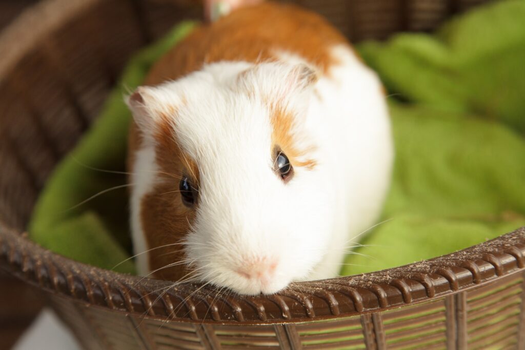 【ColdFusion】cfdumpの使い方について(そこそこ詳しく) - 思い立ったが吉日